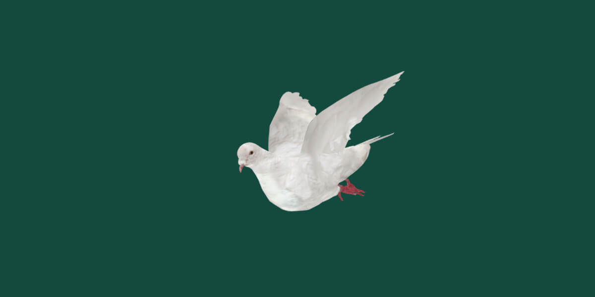 Columbidae White Dove Bird - 3D Model by Nyilonelycompany