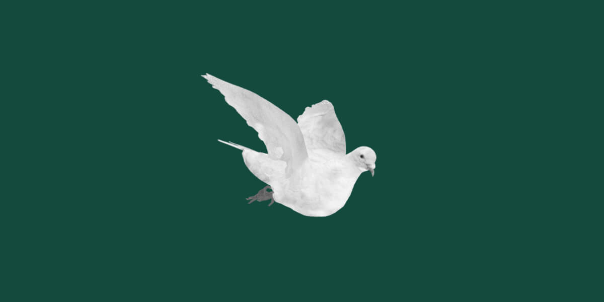Columbidae White Dove Bird - 3D Model by Nyilonelycompany