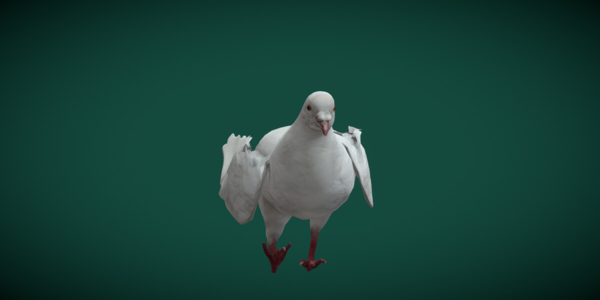 Columbidae White Dove Bird - 3D Model by Nyilonelycompany