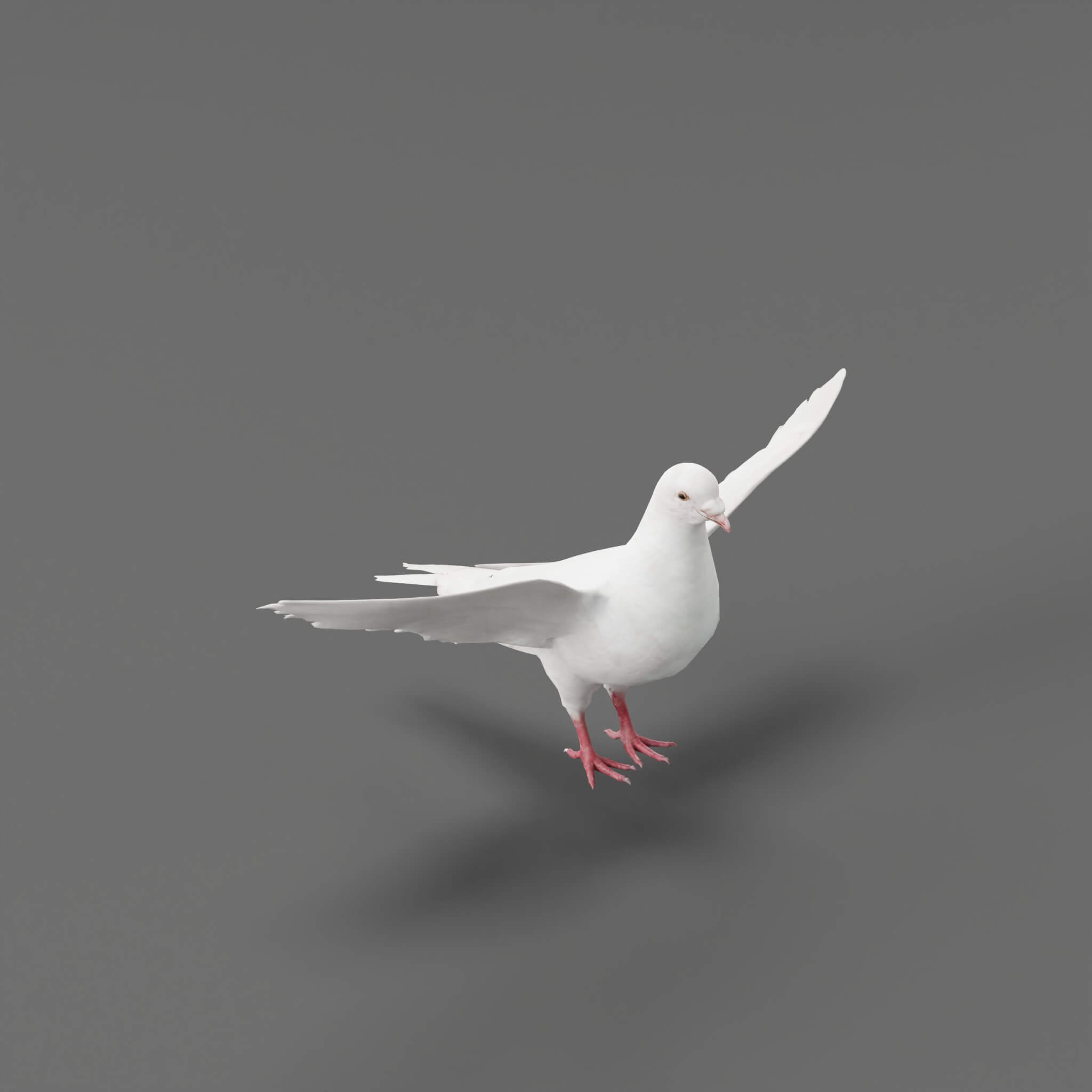 Columbidae White Dove Bird - 3D Model by Nyilonelycompany