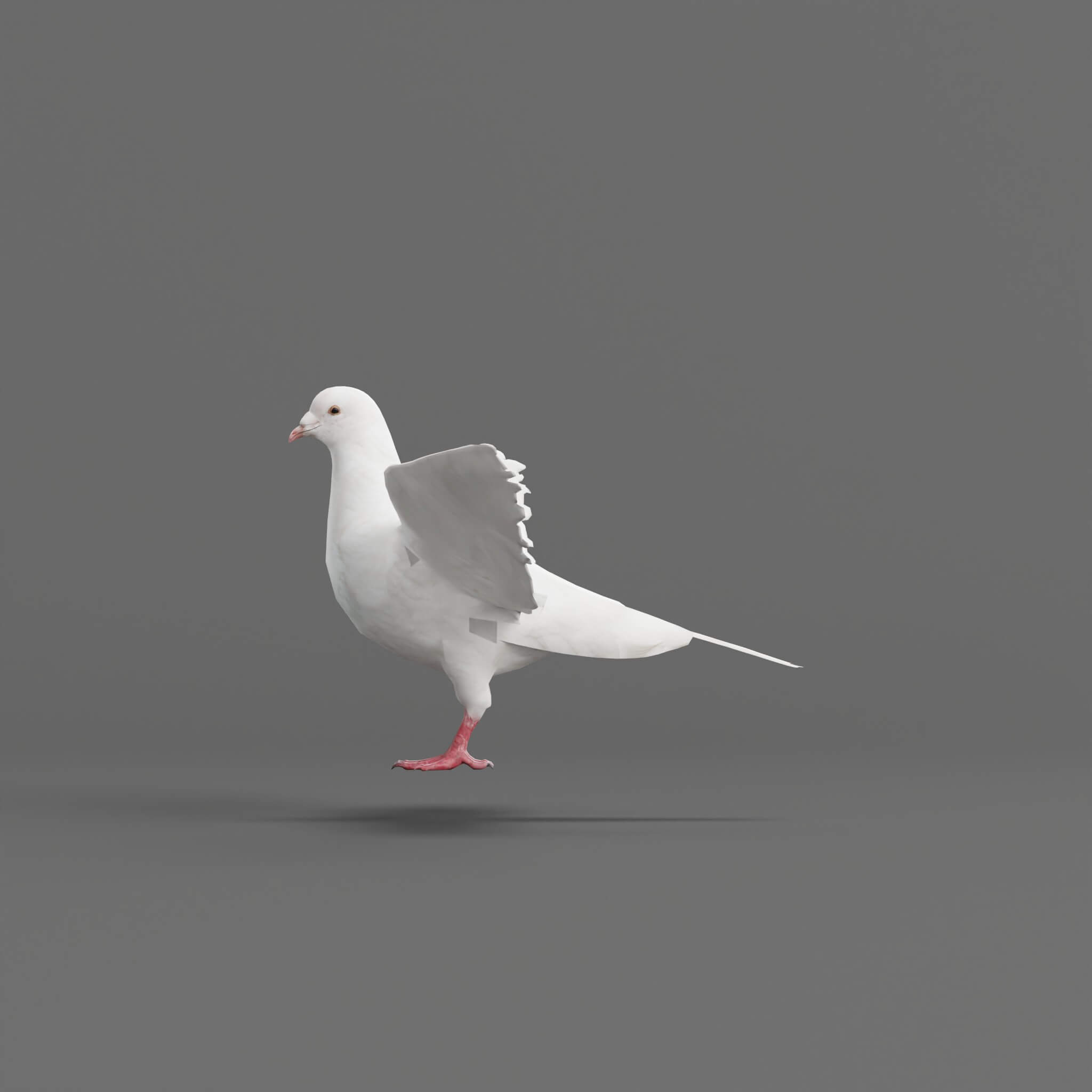 Columbidae White Dove Bird - 3D Model by Nyilonelycompany