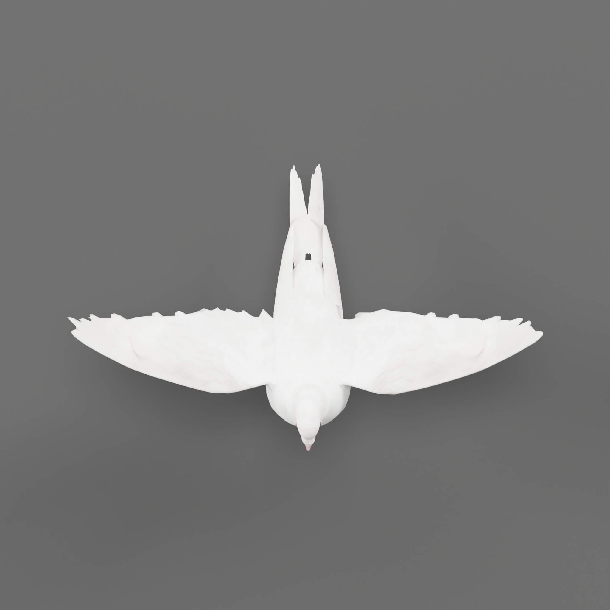 Columbidae White Dove Bird - 3D Model by Nyilonelycompany