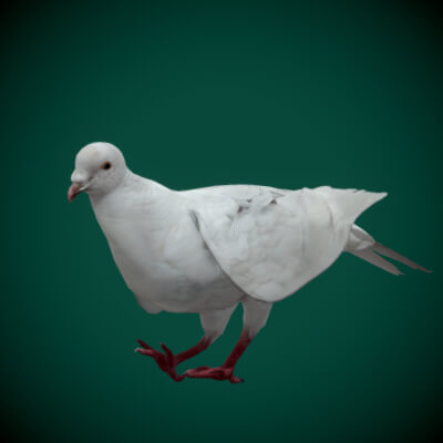 Columbidae White Dove Bird - 3D Model by Nyilonelycompany