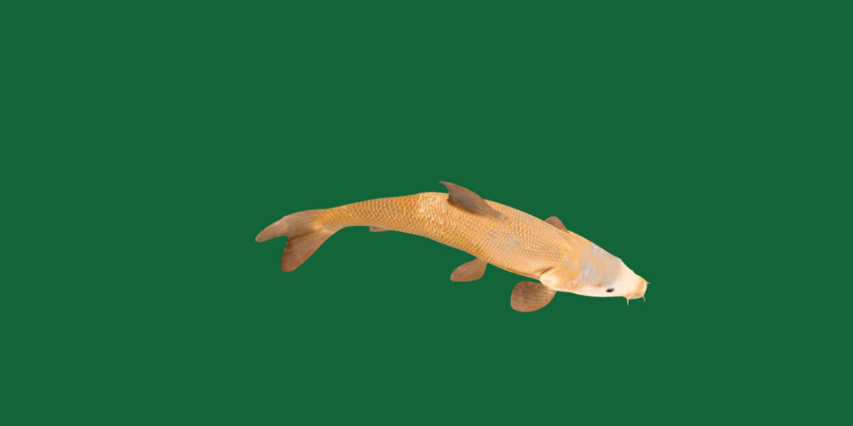 Common Barbel Fish - 3D Model by Nyilonelycompany