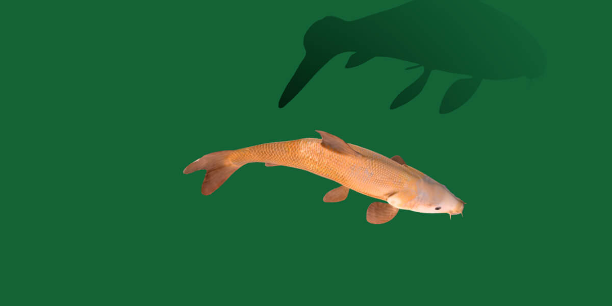 Common Barbel Fish - 3D Model by Nyilonelycompany