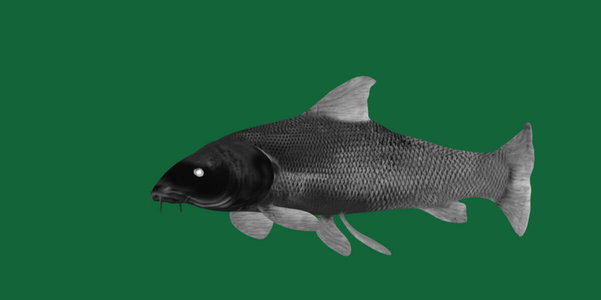 Common Barbel Fish - 3D Model by Nyilonelycompany