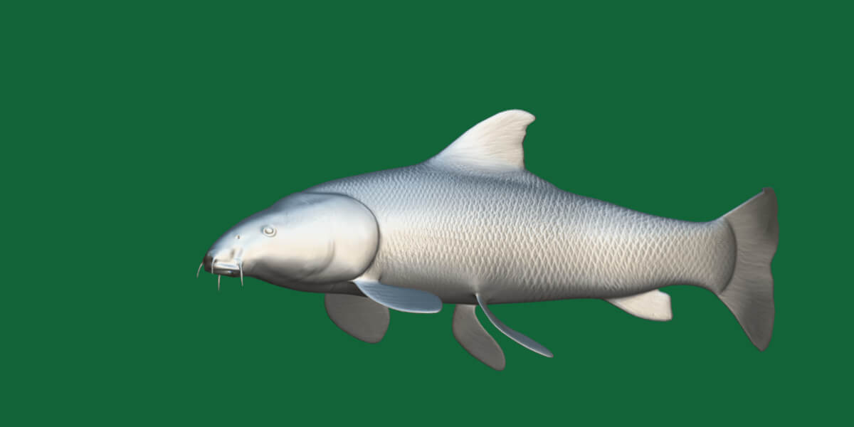 Common Barbel Fish - 3D Model by Nyilonelycompany