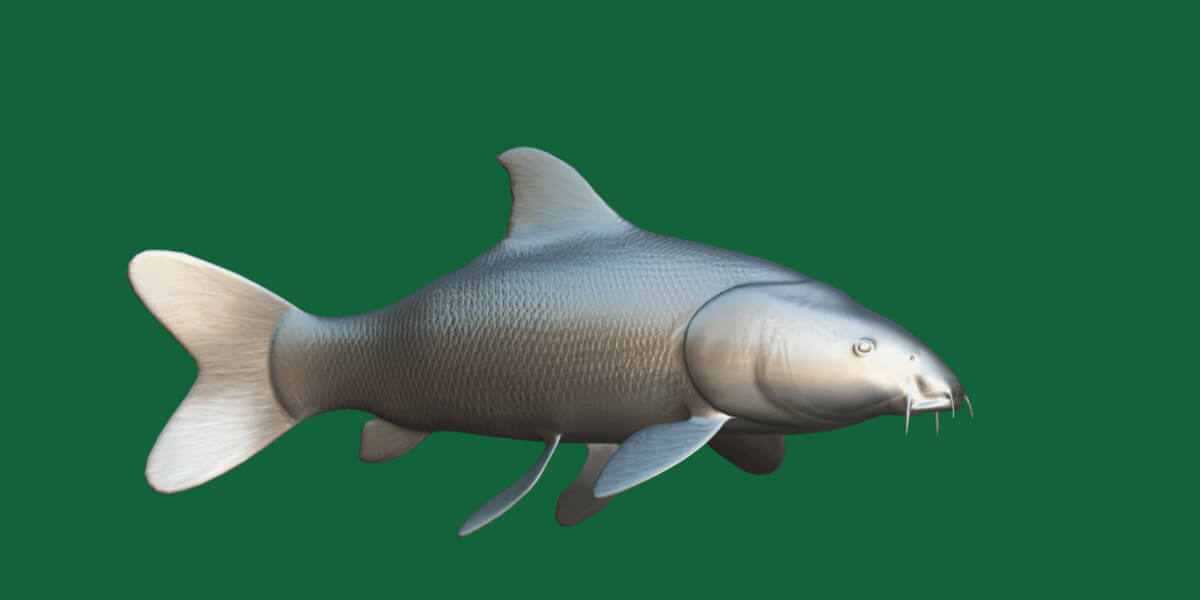 Common Barbel Fish - 3D Model by Nyilonelycompany