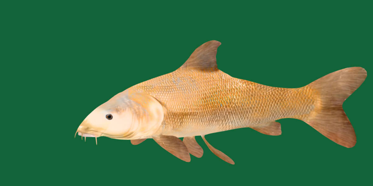 Common Barbel Fish - 3D Model by Nyilonelycompany