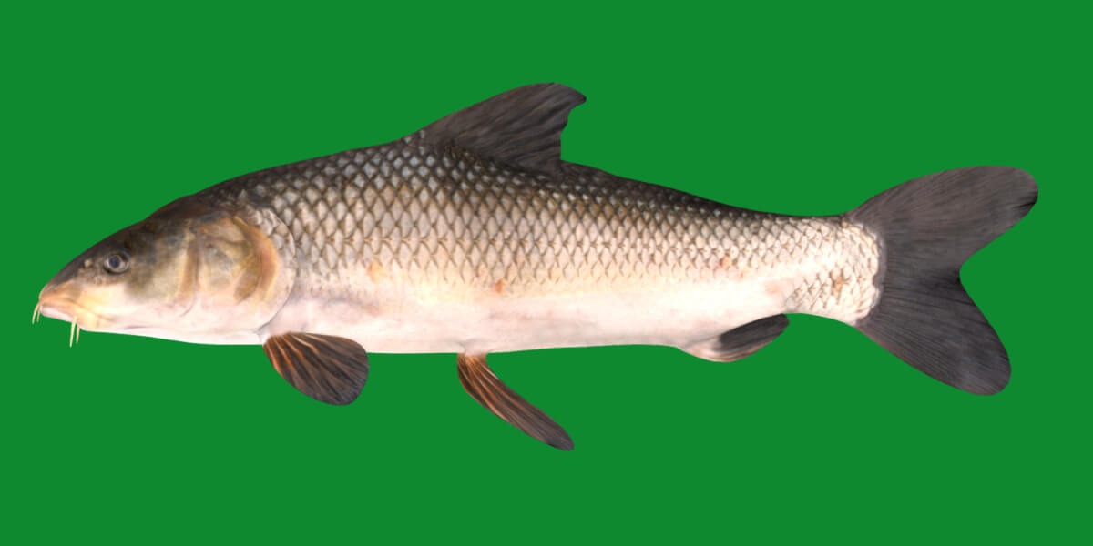 Common Barbus Fish - 3D Model by Nyilonelycompany