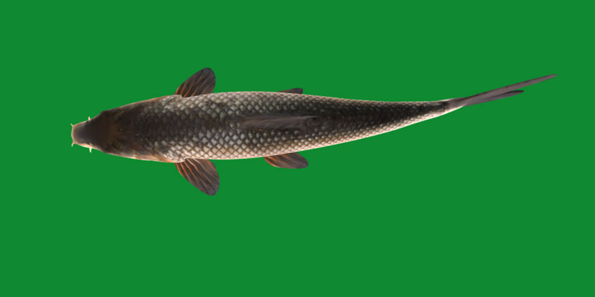 Common Barbus Fish - 3D Model by Nyilonelycompany
