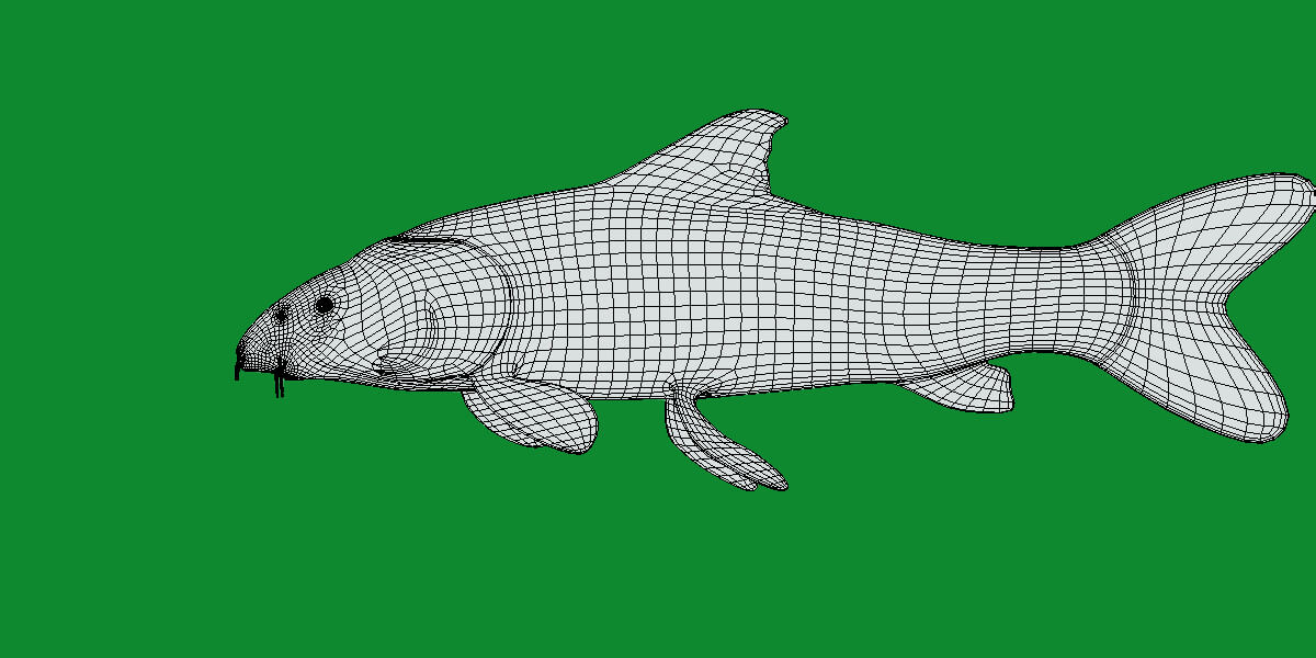 Common Barbus Fish - 3D Model by Nyilonelycompany