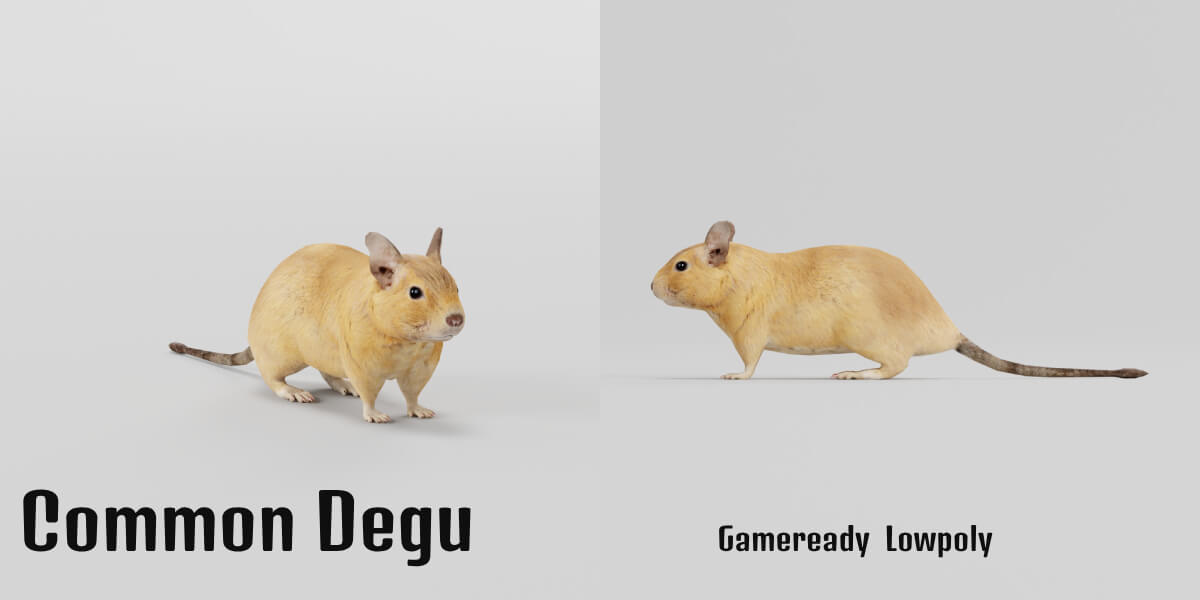 Common Degu Rat - 3D Model by Nyilonelycompany