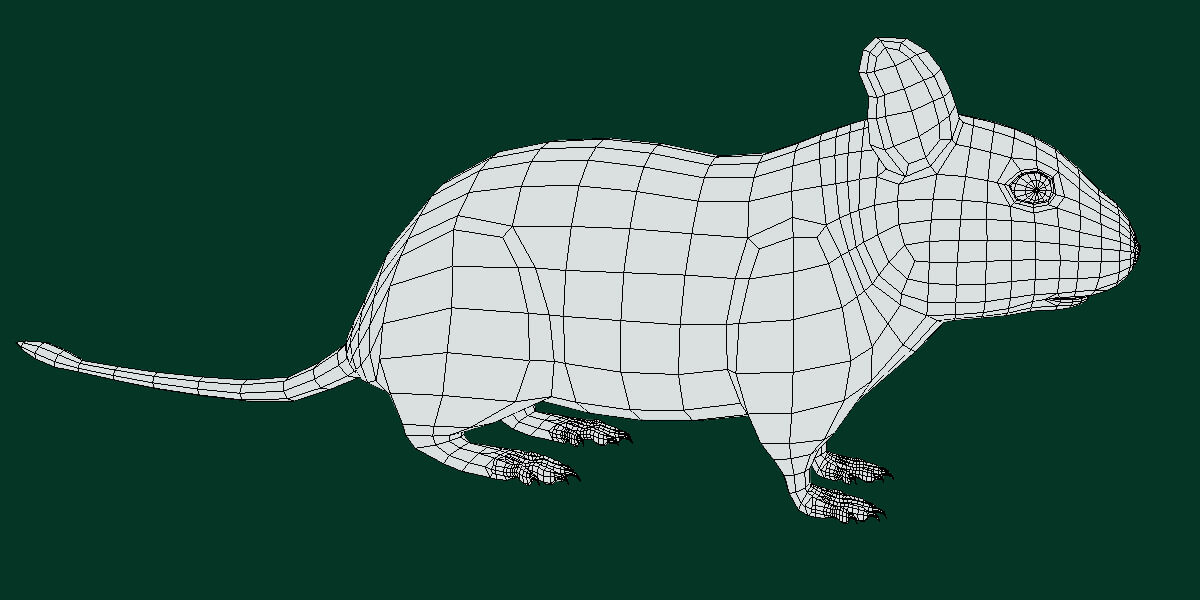 Common Degu Rat - 3D Model by Nyilonelycompany