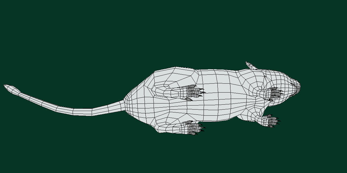 Common Degu Rat - 3D Model by Nyilonelycompany