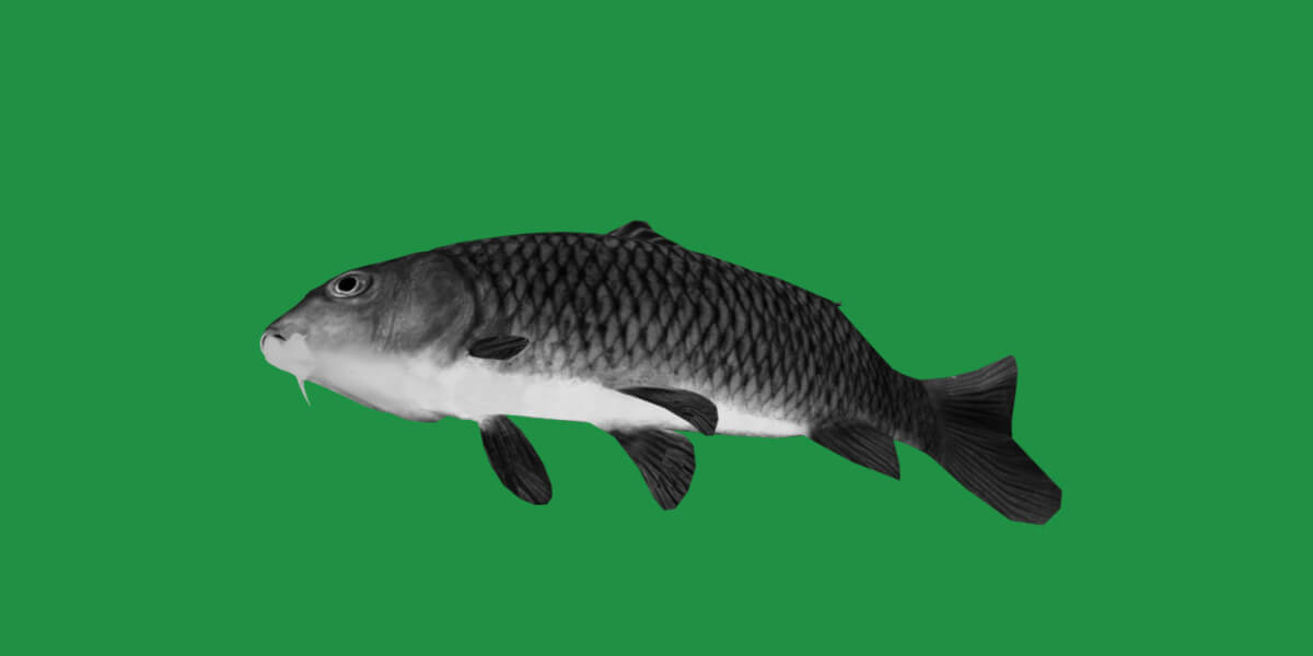 Common Eurasian Carp Fish - 3D Model by Nyilonelycompany