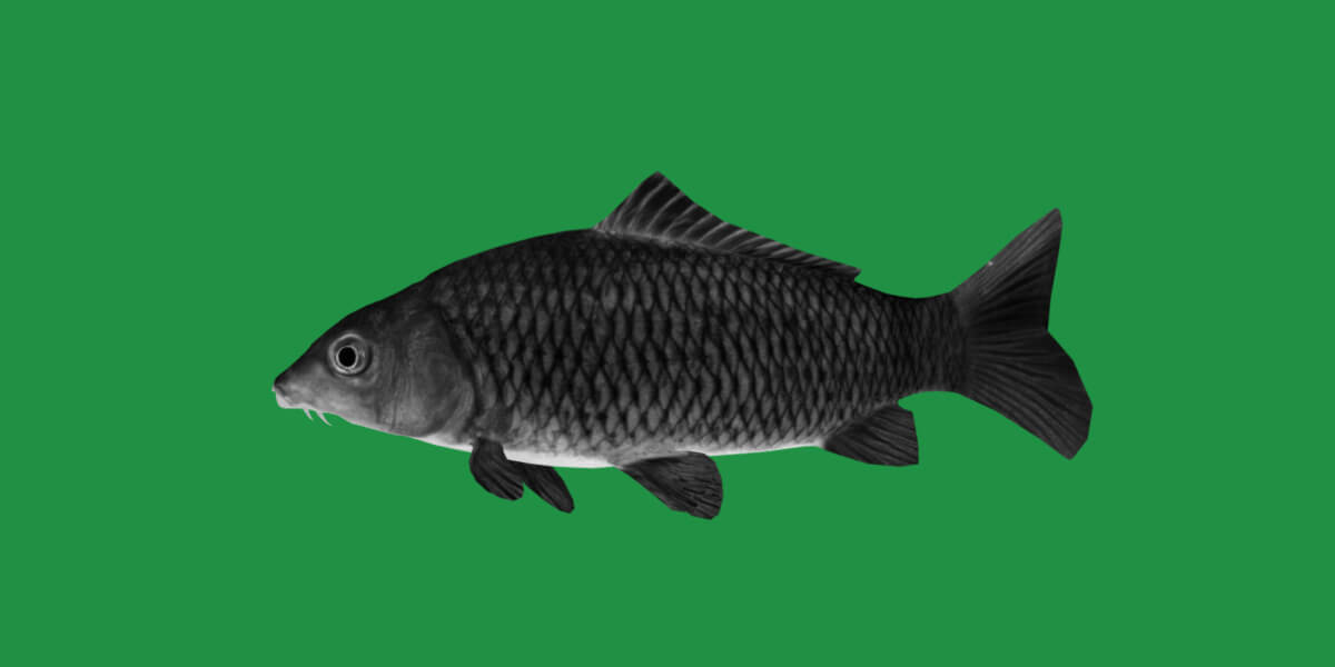 Common Eurasian Carp Fish - 3D Model by Nyilonelycompany