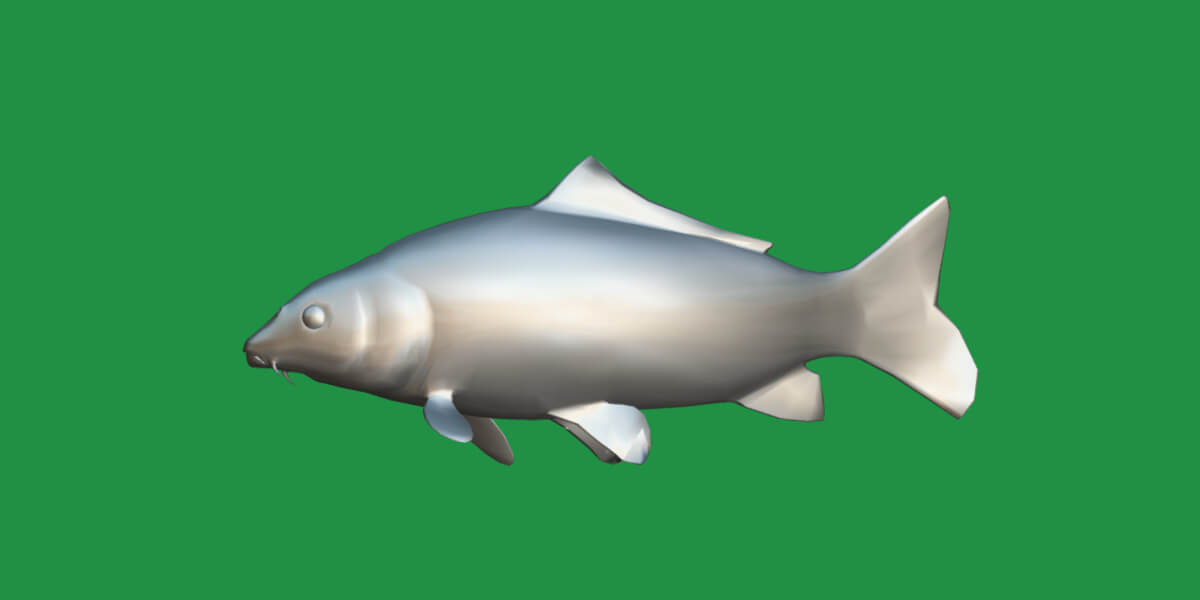 Common Eurasian Carp Fish - 3D Model by Nyilonelycompany