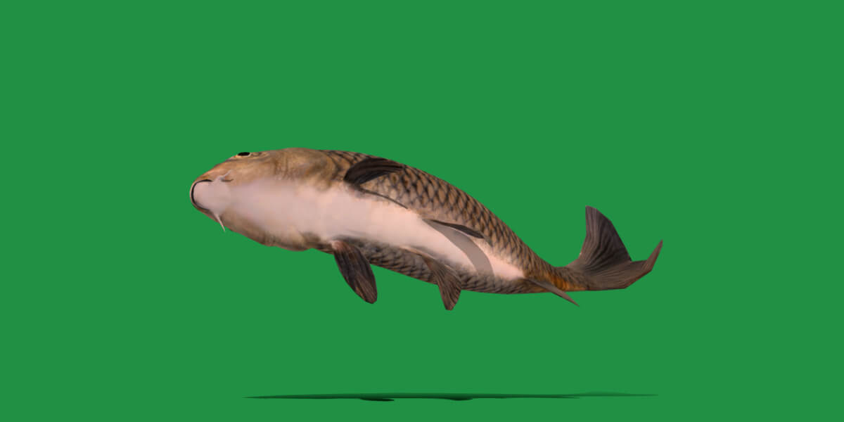 Common Eurasian Carp Fish - 3D Model by Nyilonelycompany
