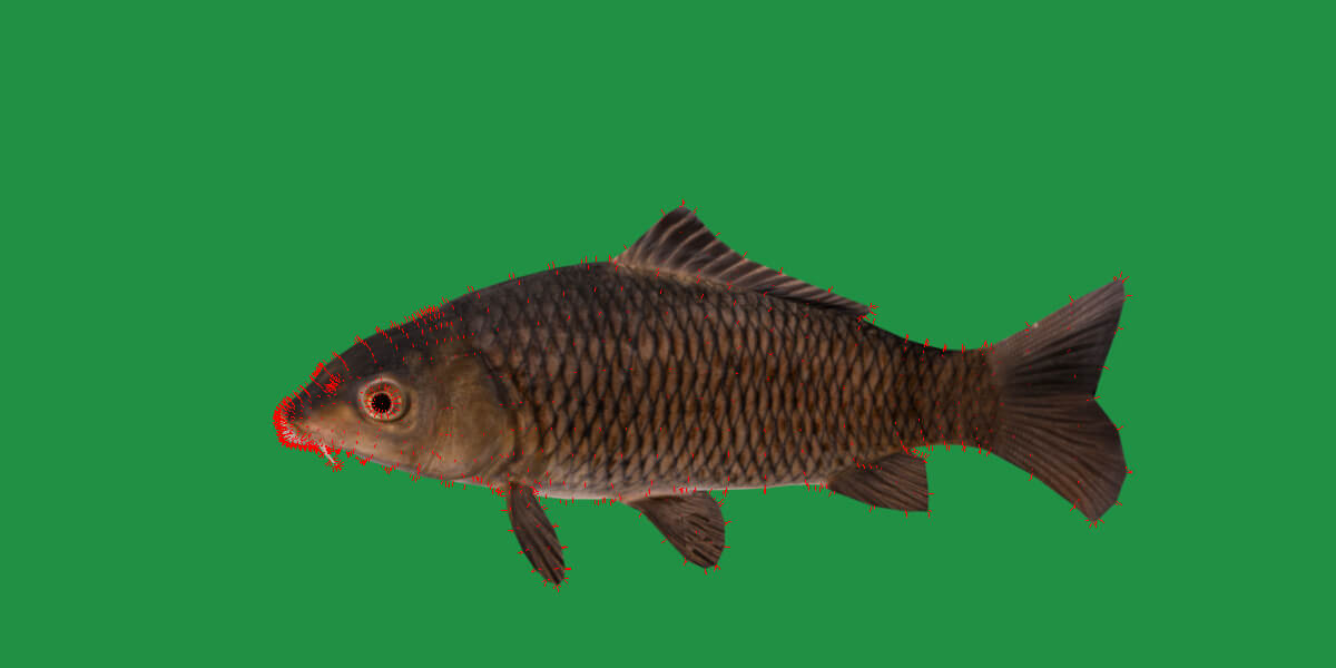 Common Eurasian Carp Fish - 3D Model by Nyilonelycompany