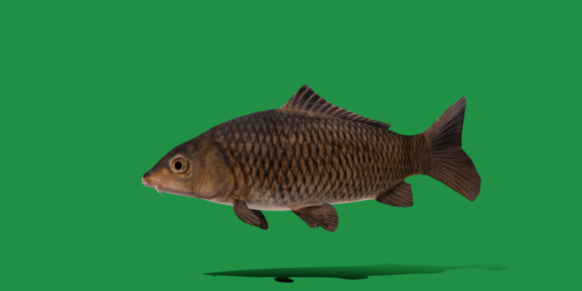 Common Eurasian Carp Fish - 3D Model by Nyilonelycompany