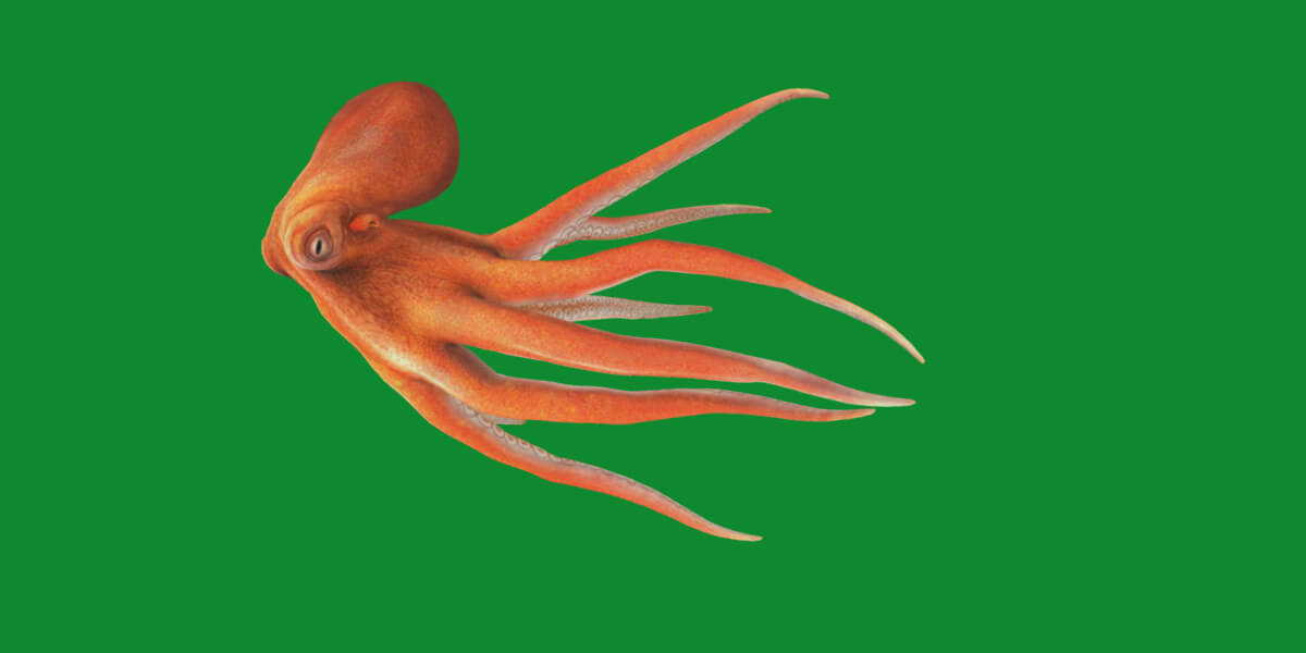 Common Octopus - 3D Model by Nyilonelycompany