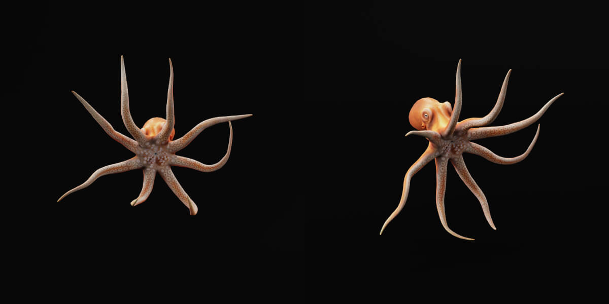 Common Octopus - 3D Model by Nyilonelycompany