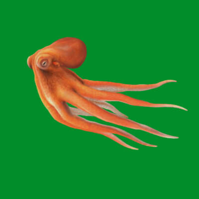 Common Octopus - 3D Model by Nyilonelycompany