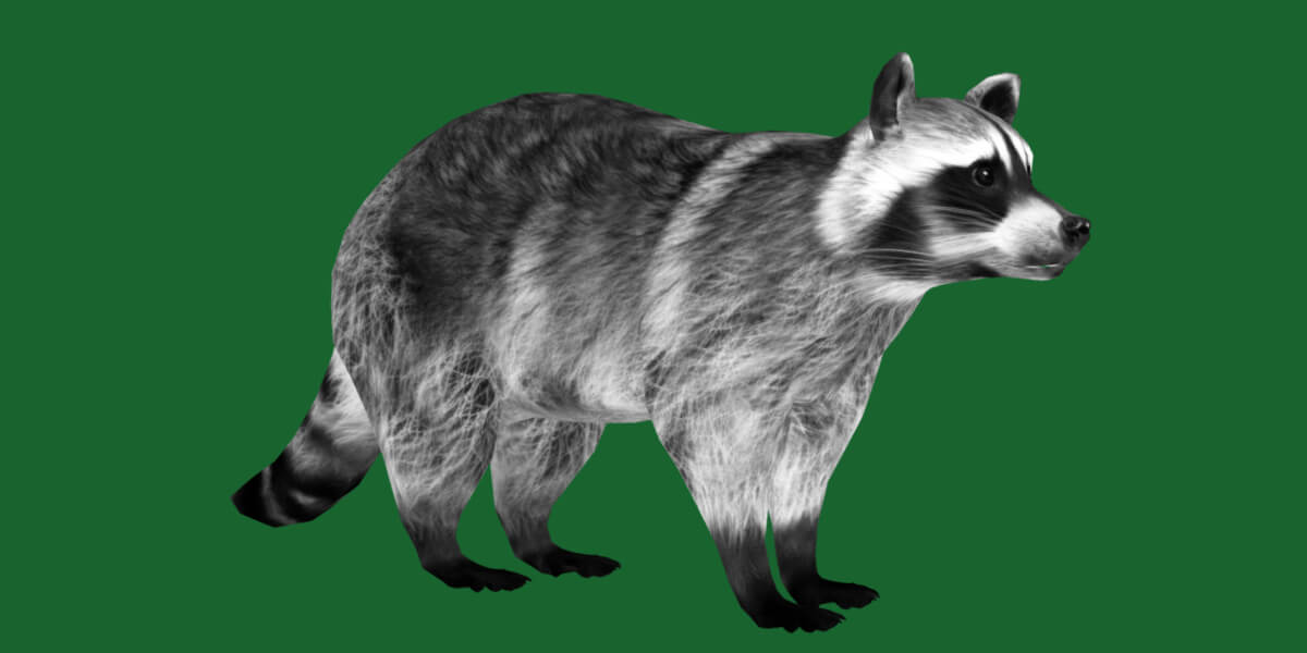 Common Raccoon Mammal - 3D Model by Nyilonelycompany