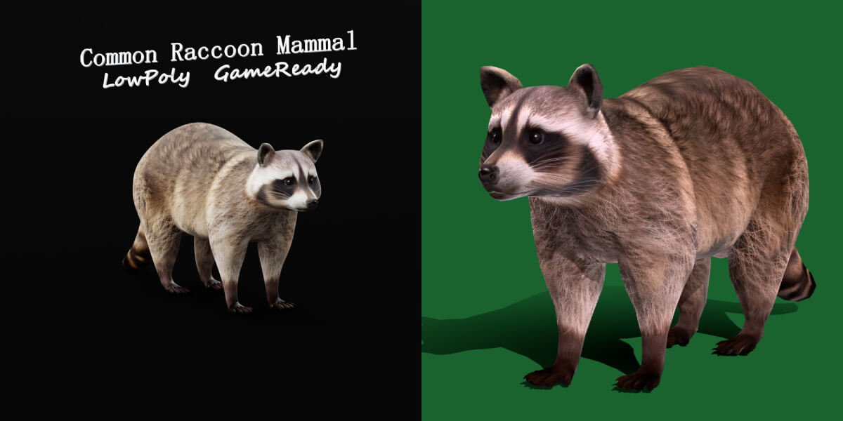 Common Raccoon Mammal - 3D Model by Nyilonelycompany