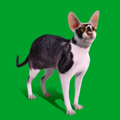 Cornish Rex Cat - 3D Model by Nyilonelycompany