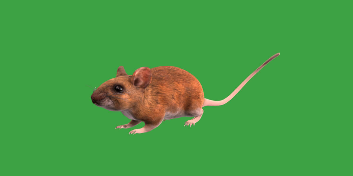 Cotton Mouse Rodent - 3D Model by Nyilonelycompany