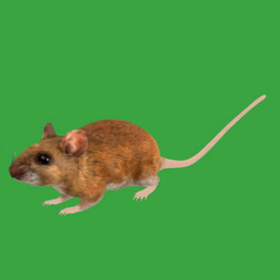 Cotton Mouse Rodent - 3D Model by Nyilonelycompany