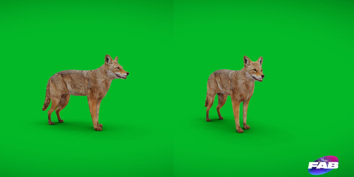 Coyote American Jackal - 3D Model by Nyilonelycompany