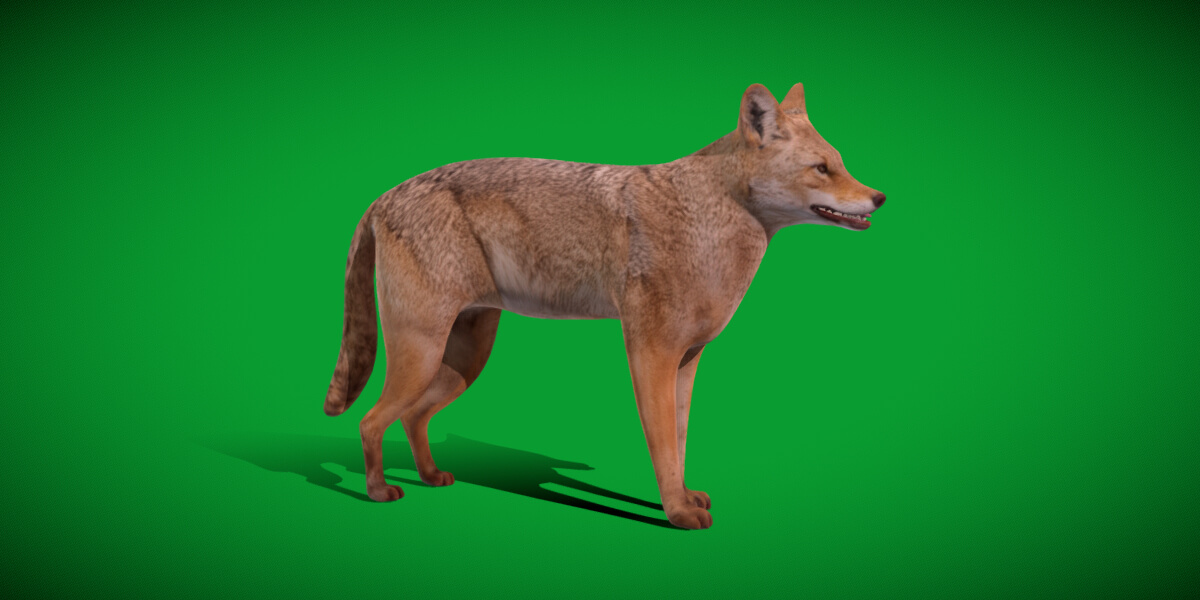 Coyote American Jackal - 3D Model by Nyilonelycompany
