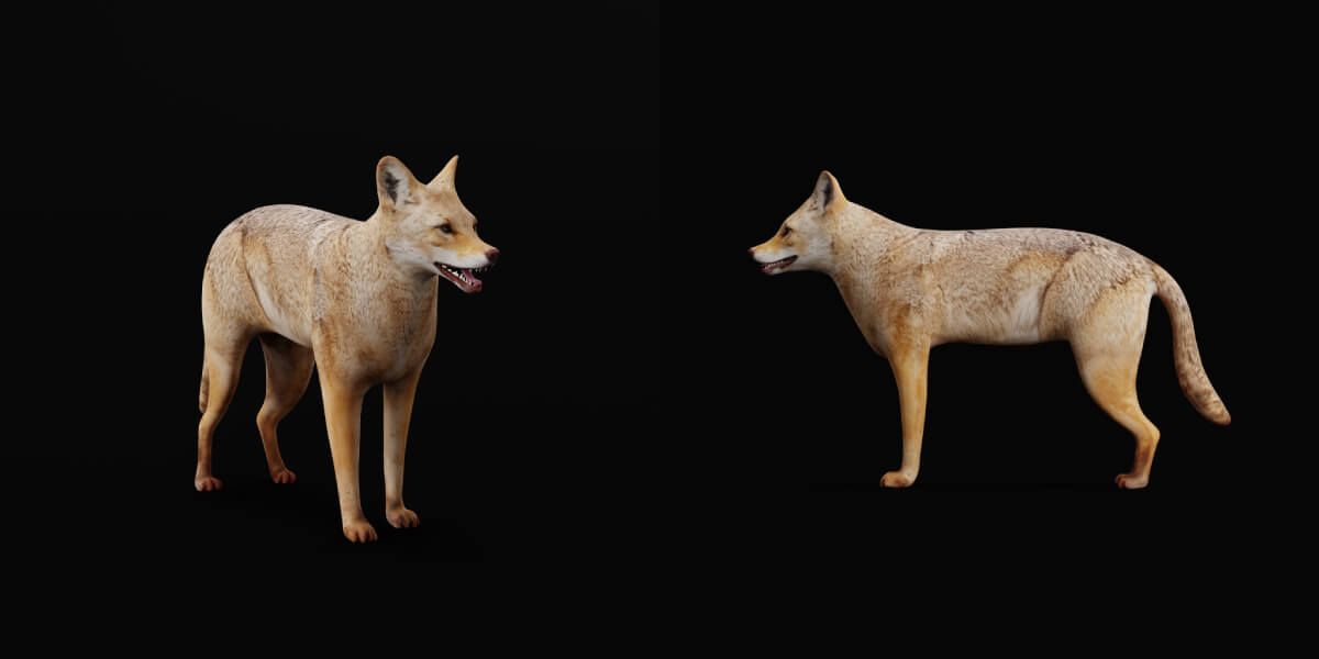 Coyote American Jackal - 3D Model by Nyilonelycompany