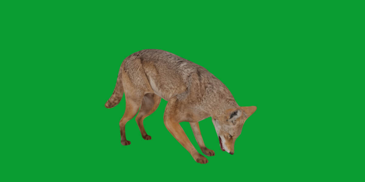 Coyote American Jackal - 3D Model by Nyilonelycompany