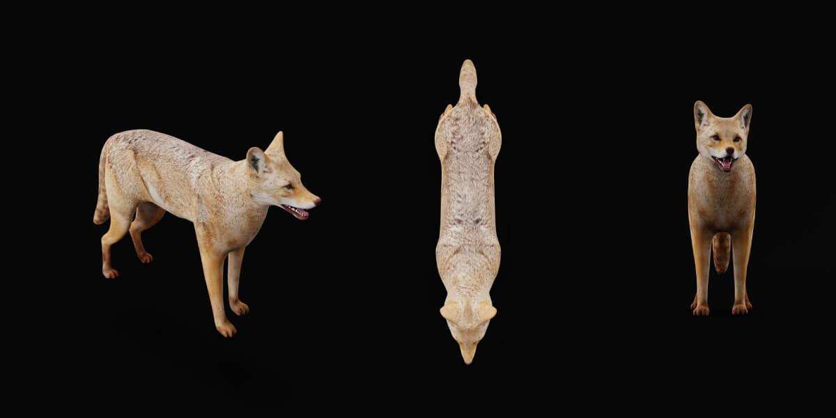 Coyote American Jackal - 3D Model by Nyilonelycompany