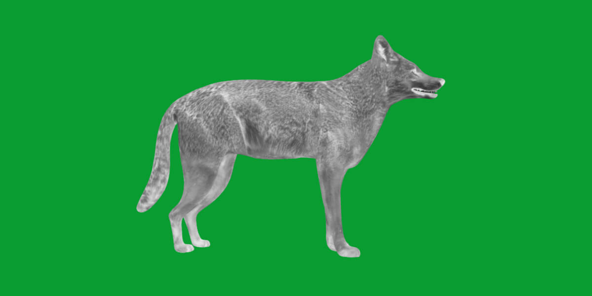 Coyote American Jackal - 3D Model by Nyilonelycompany