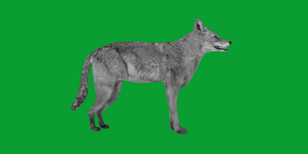 Coyote American Jackal - 3D Model by Nyilonelycompany