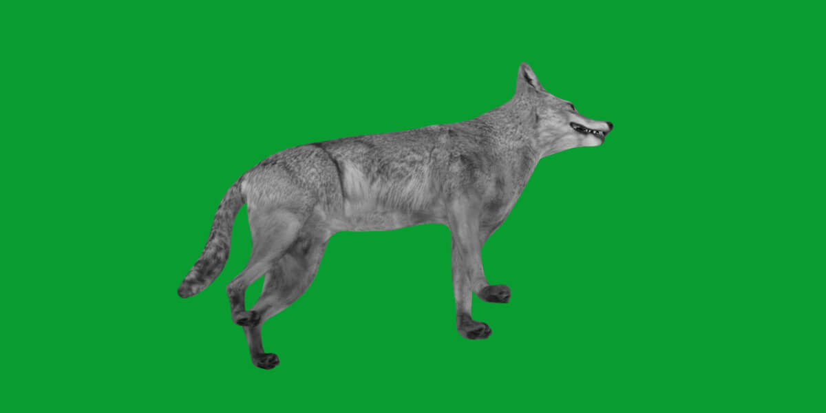 Coyote American Jackal - 3D Model by Nyilonelycompany