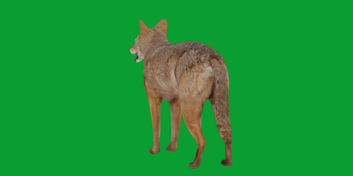 Coyote American Jackal - 3D Model by Nyilonelycompany