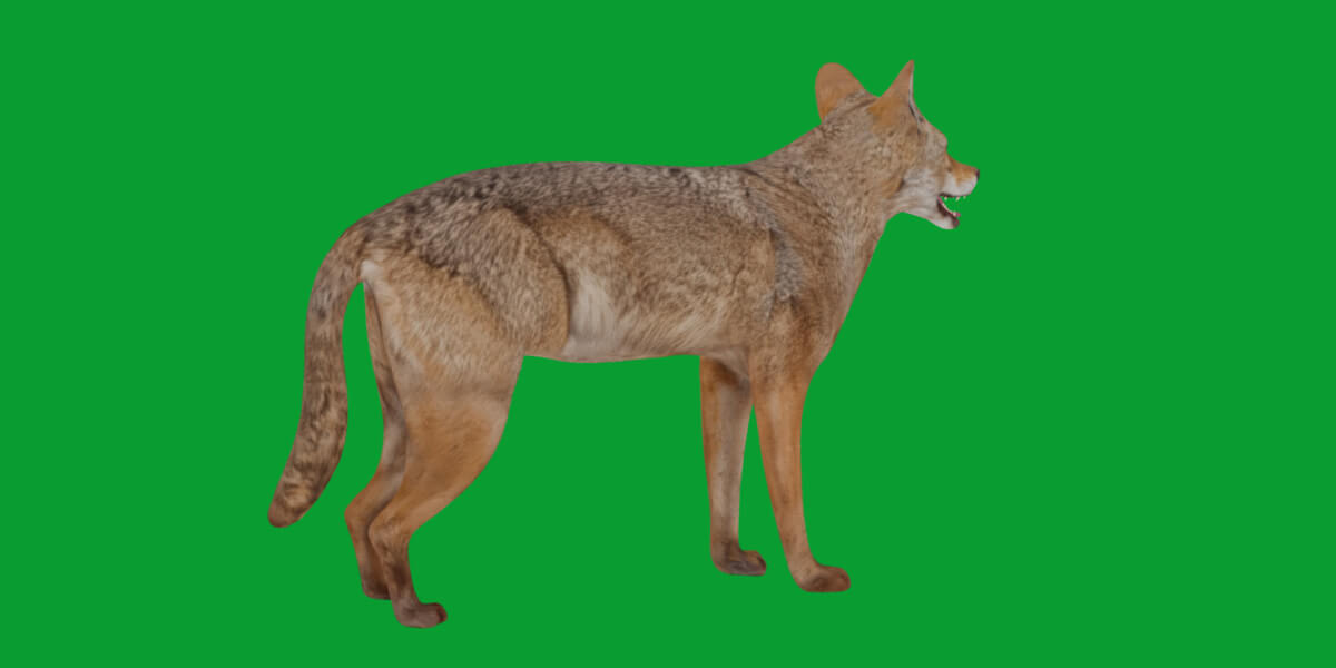 Coyote American Jackal - 3D Model by Nyilonelycompany