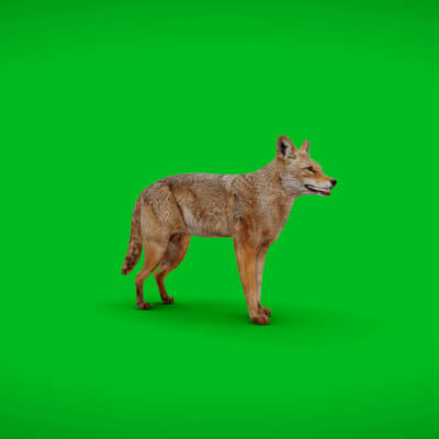 Coyote American Jackal - 3D Model by Nyilonelycompany
