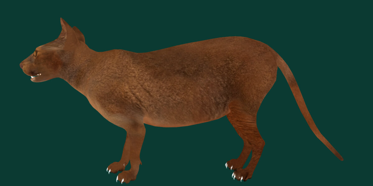 Cryptoprocta Ferox Fossa Endangered Animal - 3D Model by Nyilonelycompany