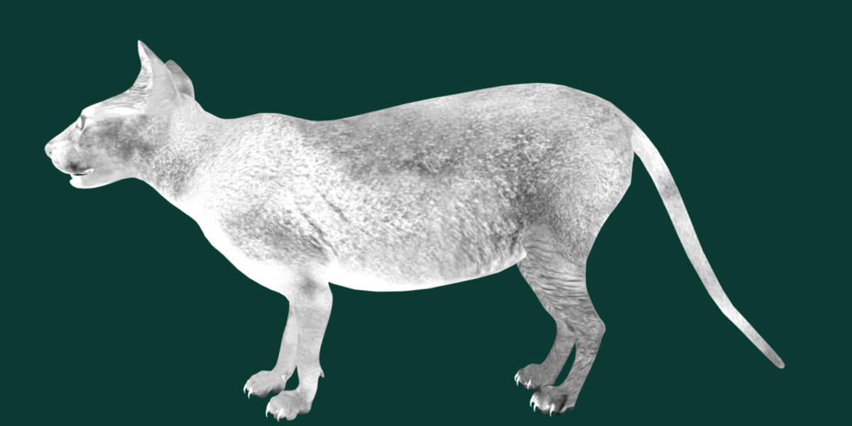 Cryptoprocta Ferox Fossa Endangered Animal - 3D Model by Nyilonelycompany