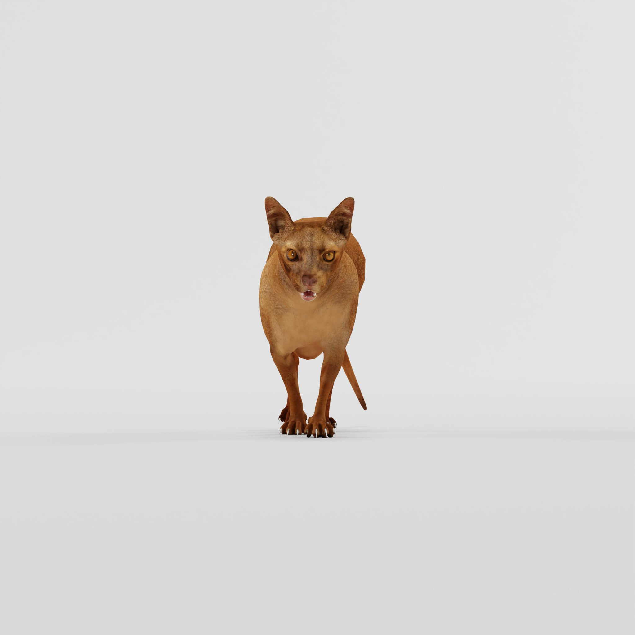 Cryptoprocta Ferox Fossa Endangered Animal - 3D Model by Nyilonelycompany