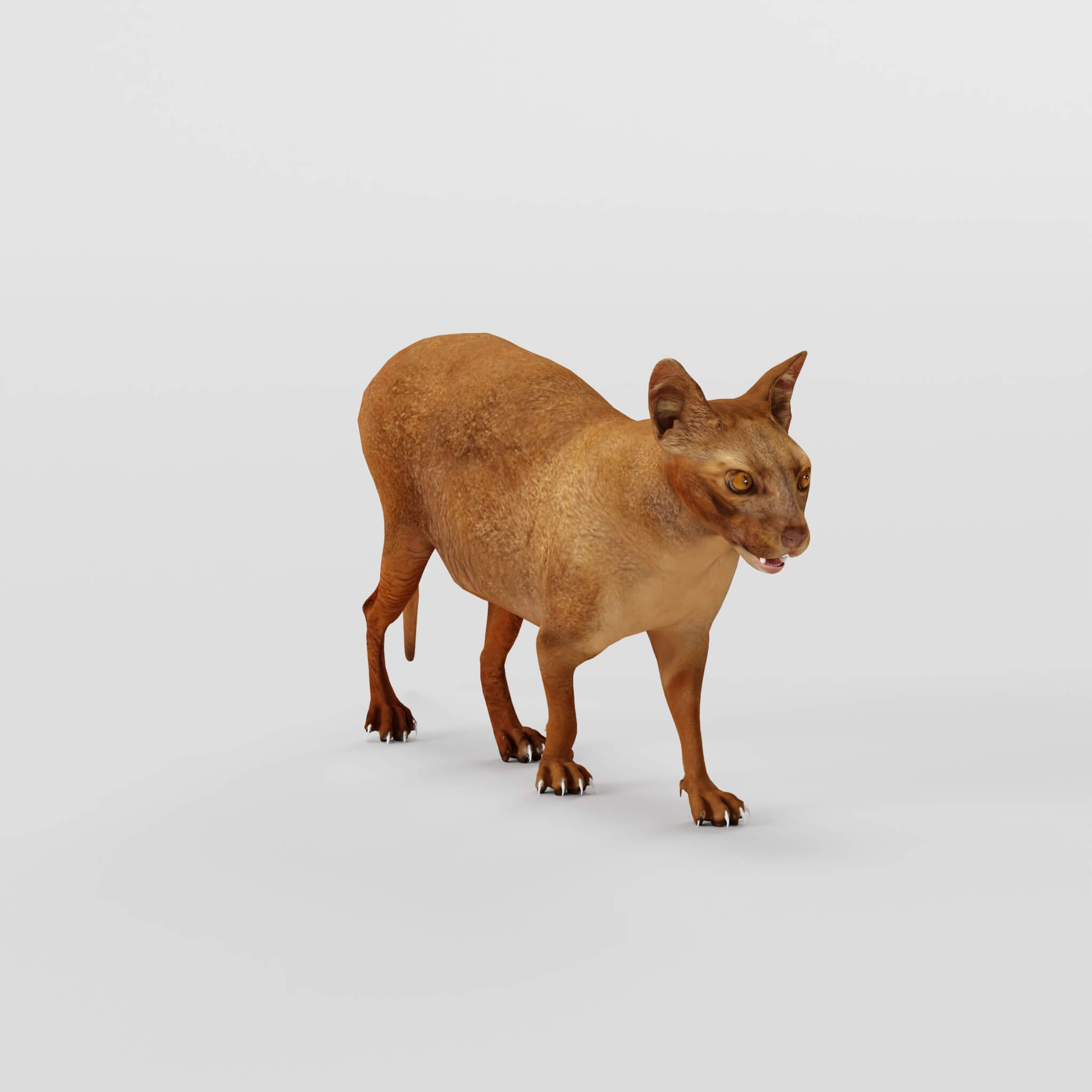 Cryptoprocta Ferox Fossa Endangered Animal - 3D Model by Nyilonelycompany