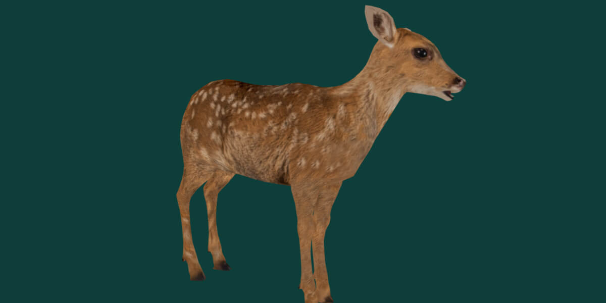 Deer Calf Fawn Animal - 3D Model by Nyilonelycompany