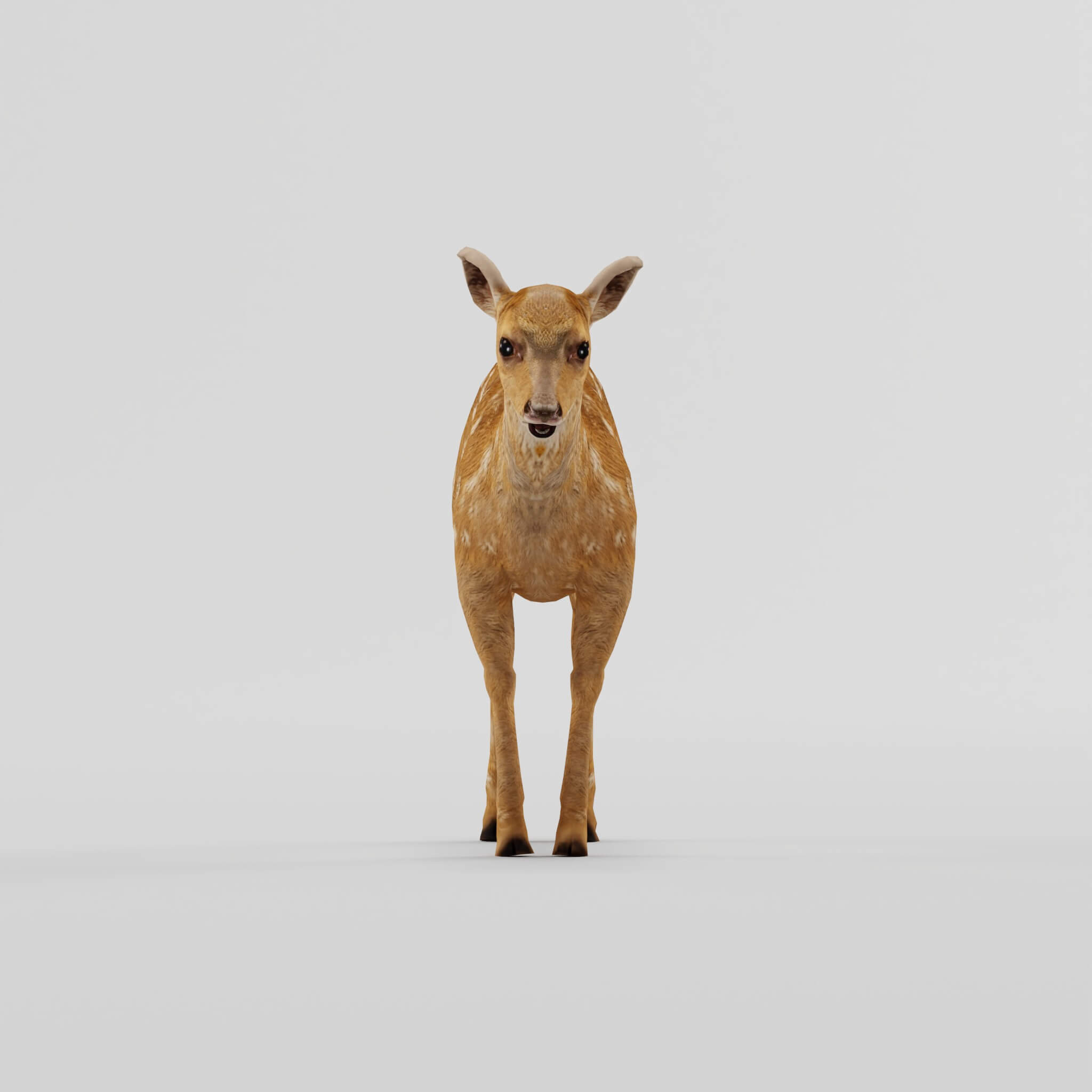 Deer Calf Fawn Animal - 3D Model by Nyilonelycompany